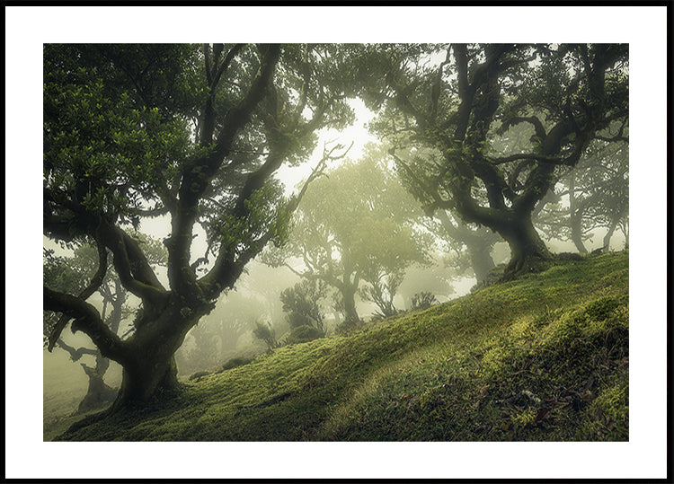 Enchanted Forest Poster Poster – Posterbox.uk