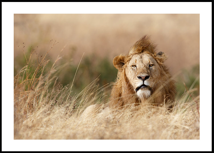 Handsome! Poster – Posterbox.uk