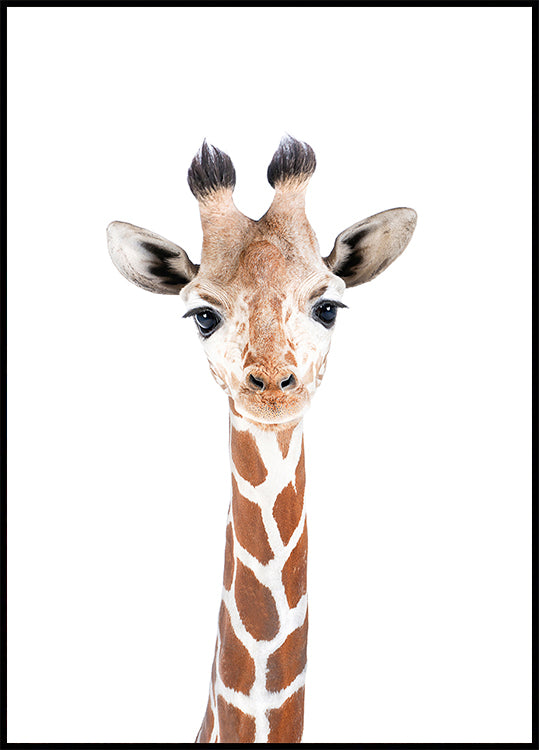Baby Giraffe – Posterbox.uk
