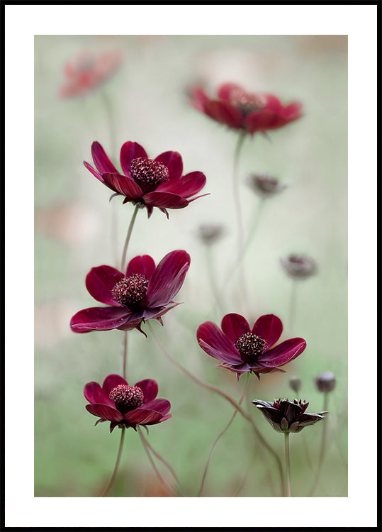 Cosmos sway Poster – Posterbox.uk
