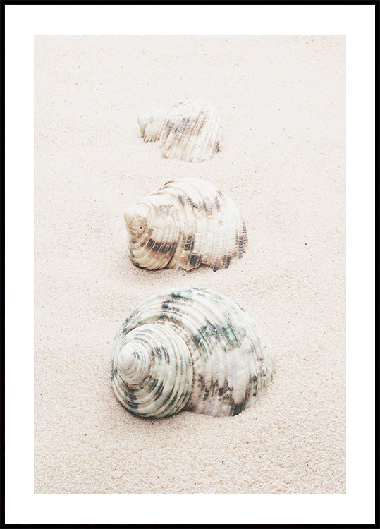 Shells Poster – Posterbox.uk