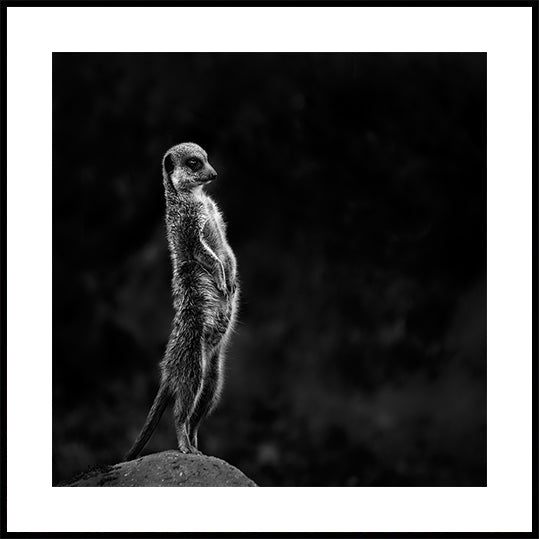 The meerkat (NEW) Poster – Posterbox.uk
